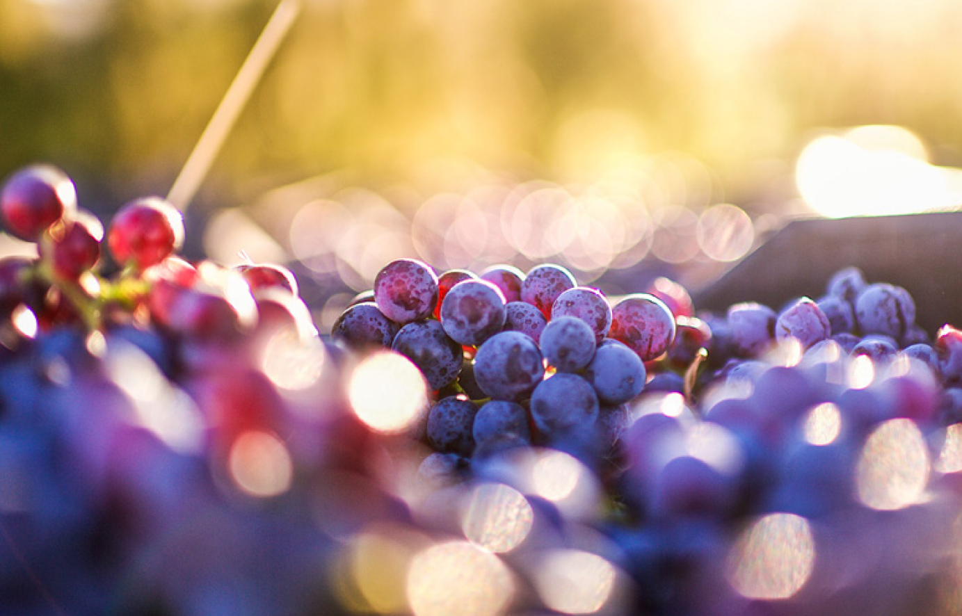 Climate-Conscious Menus: | Sysco Foodie